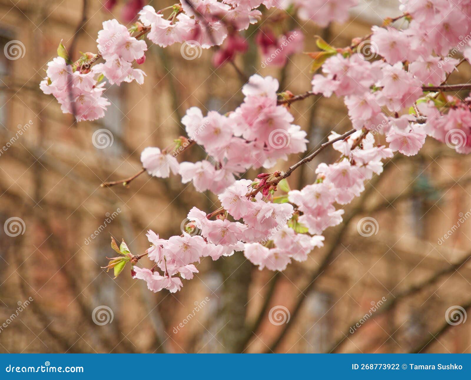 Pink Cherry on Sky Background in Spring Stock Photo - Image of hanami ...