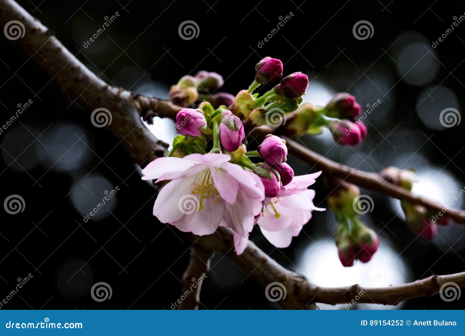 Pink Cherry Tree Branch with Dark Background Stock Photo - Image of ...