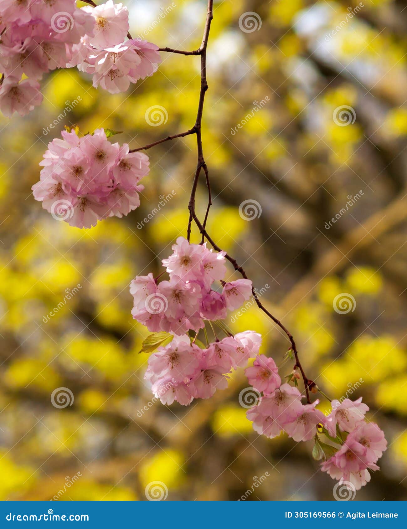 Pink Cherry Tree Branch at Spring . Stock Photo - Image of blossom ...