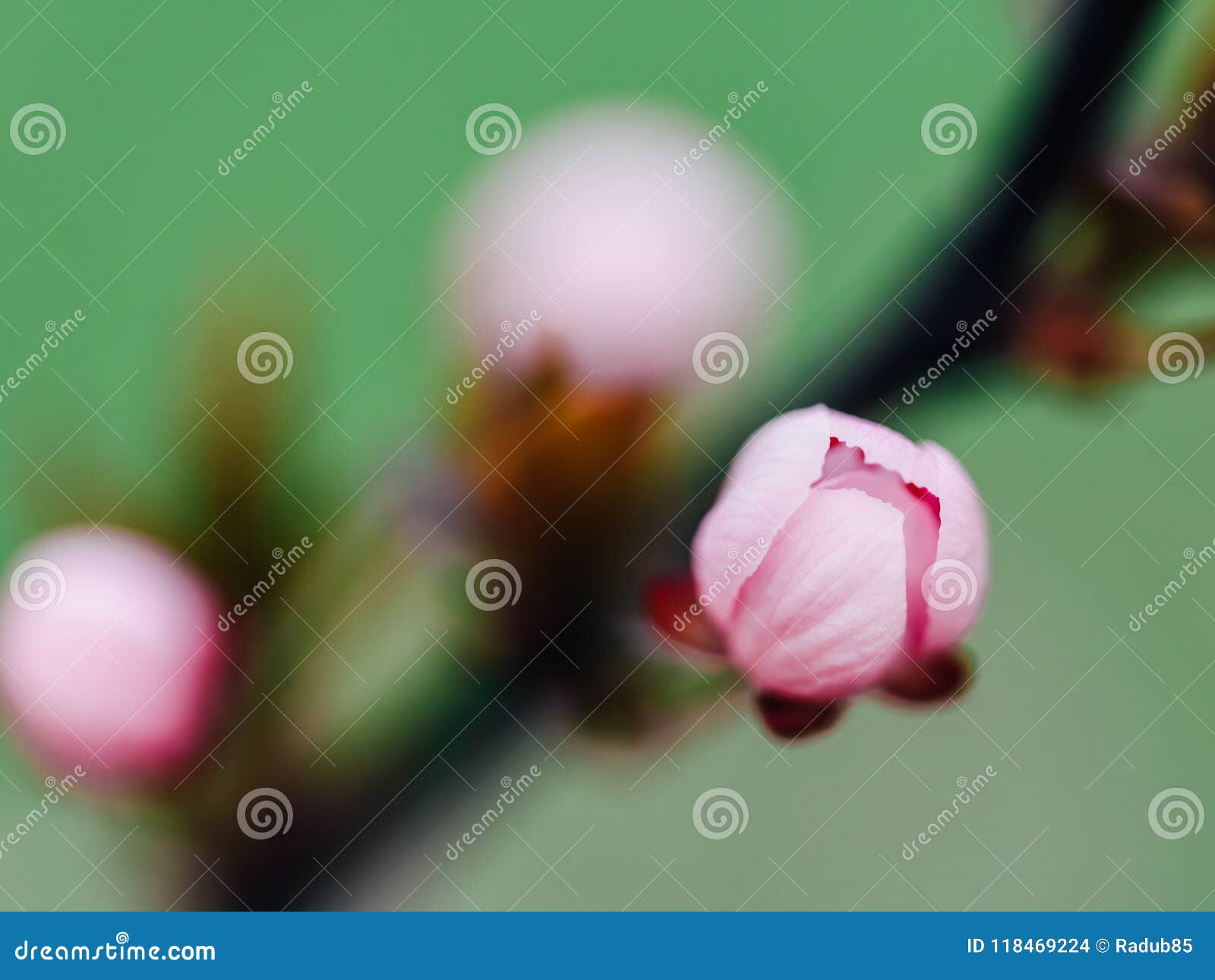 Pink Cherry Tree Flower Bud in Spring Stock Photo - Image of fresh ...
