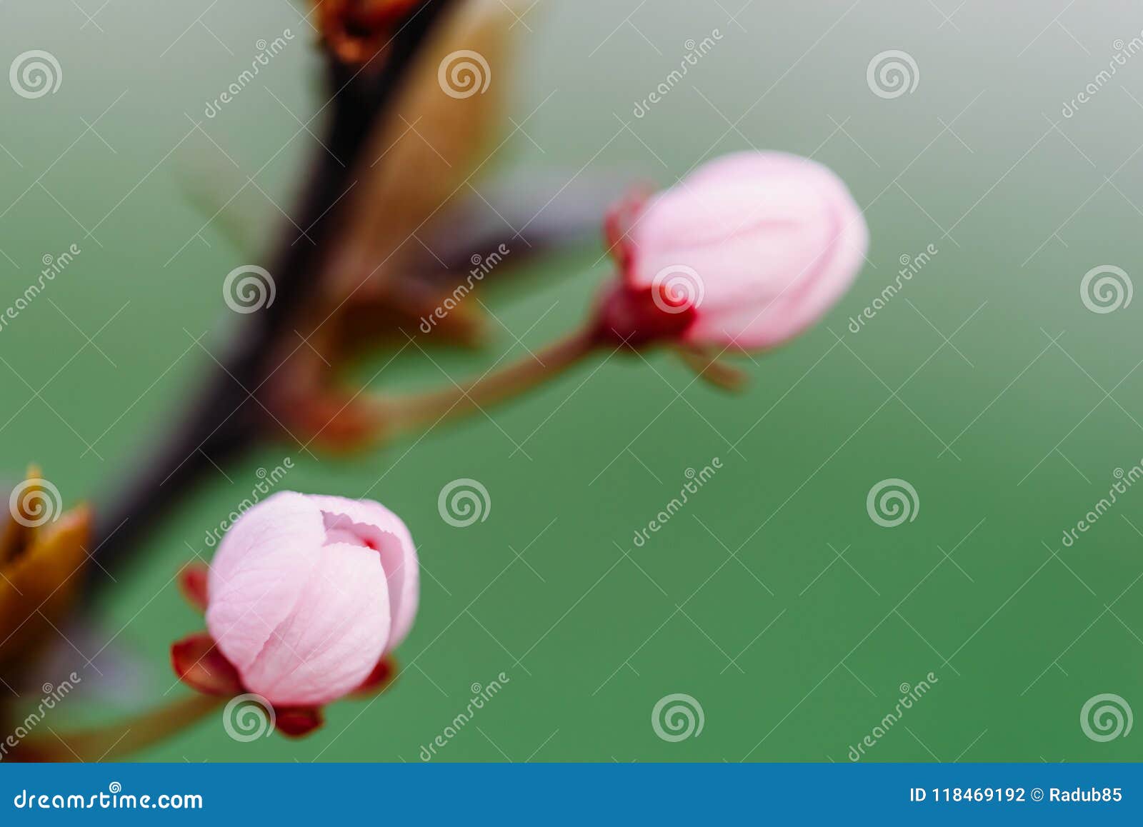 Pink Cherry Tree Flower Bud in Spring Stock Photo - Image of botany ...