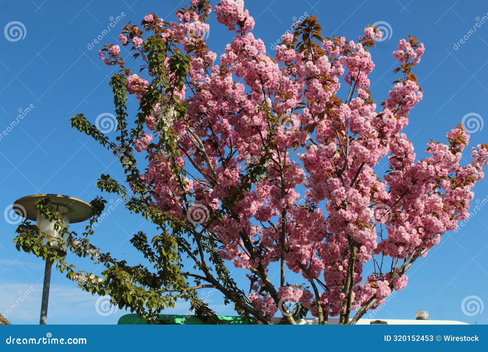 Pink Cherry Trees with Greenery and a Light Post in the Background ...