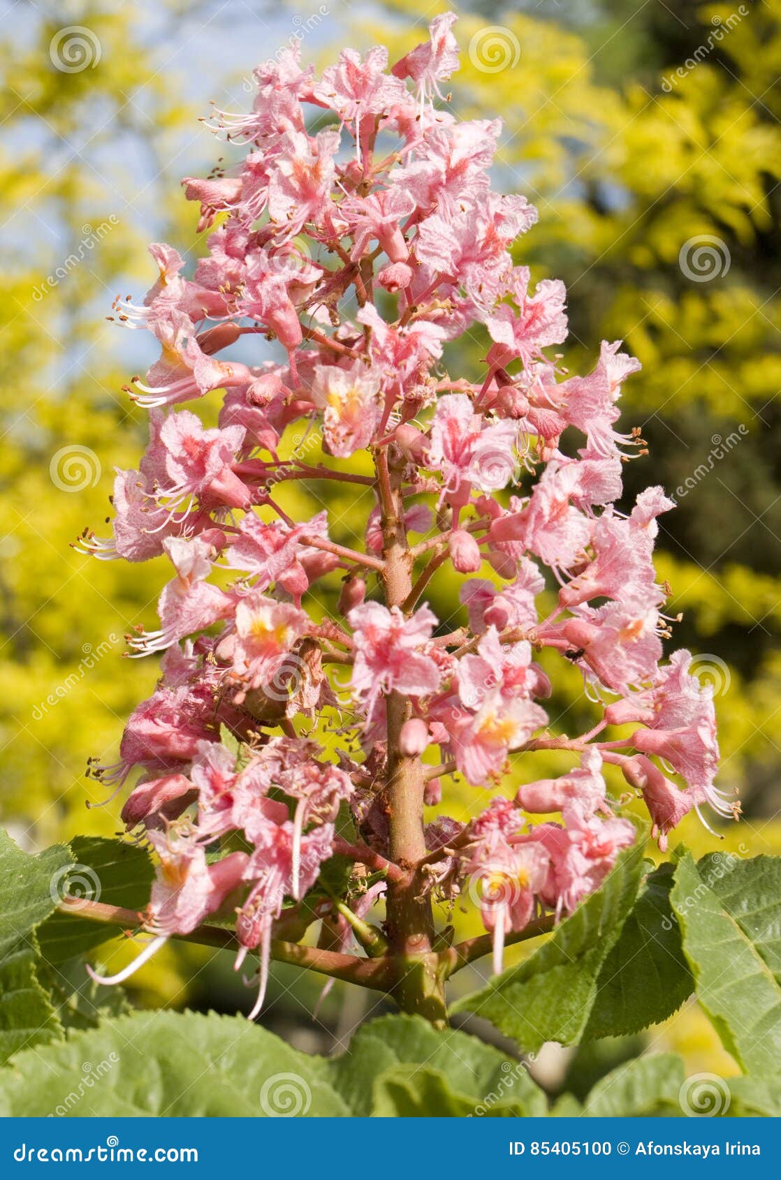 Pink chestnut flower stock photo. Image of pink, spring - 85405100