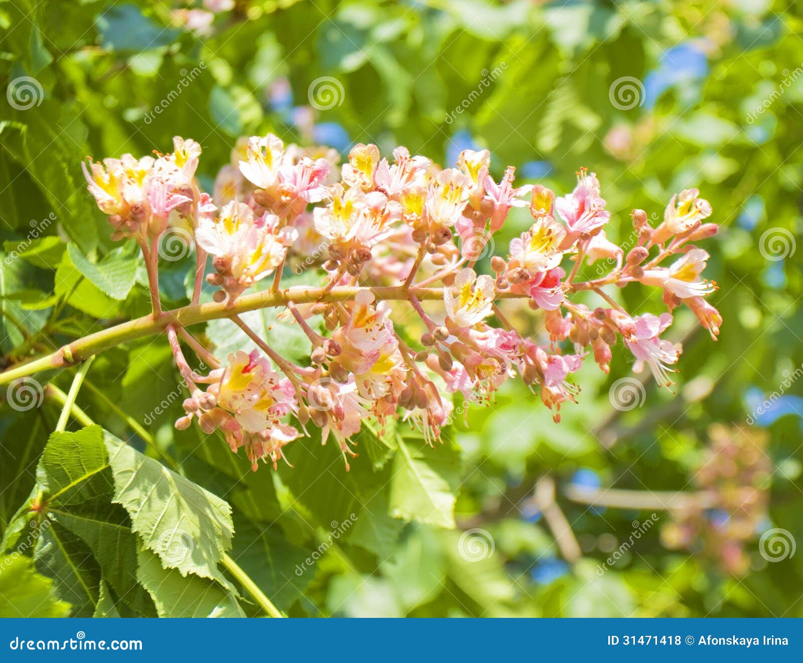 Pink chestnut stock photo. Image of blossom, flowering - 31471418