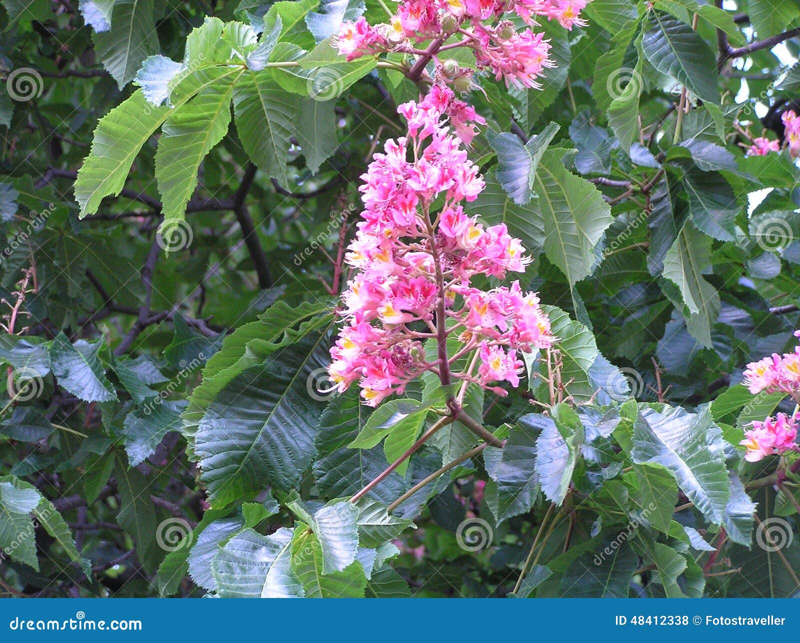 Pink chestnut stock photo. Image of botany, blossoms - 48412338