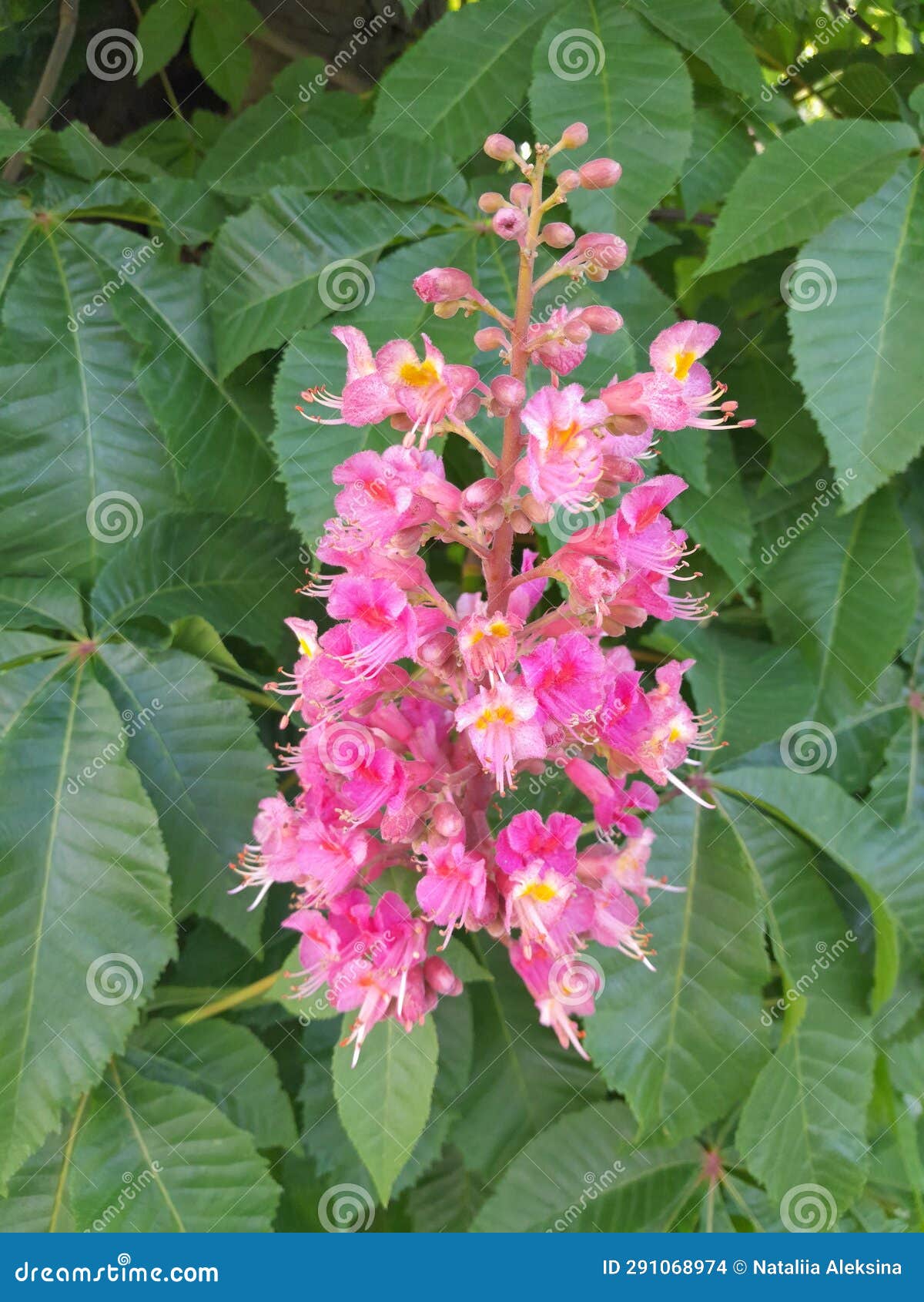 Pink Chestnut Tree in Bloom on Green Foliage Background Stock Photo ...