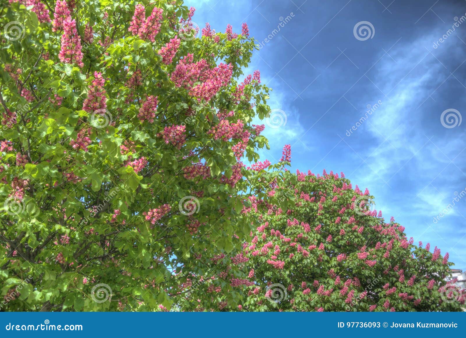 Pink chestnut stock image. Image of nature, tree, garden - 97736093