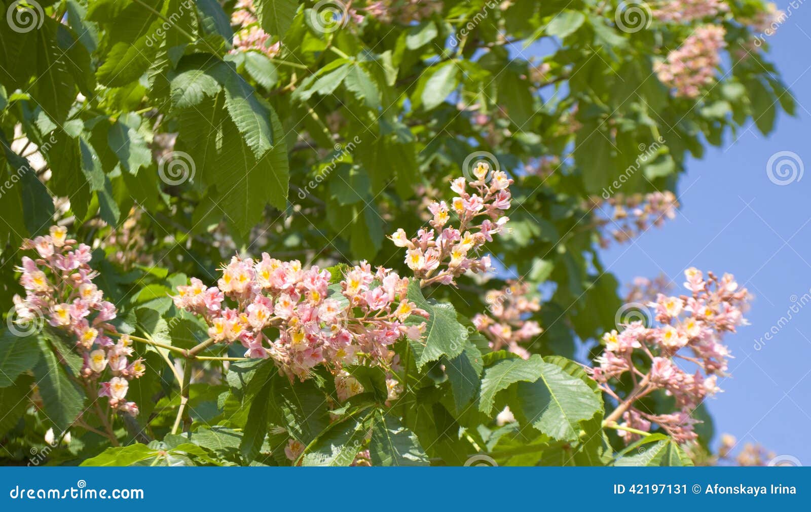 Pink chestnut tree flowers stock image. Image of plant - 42197131