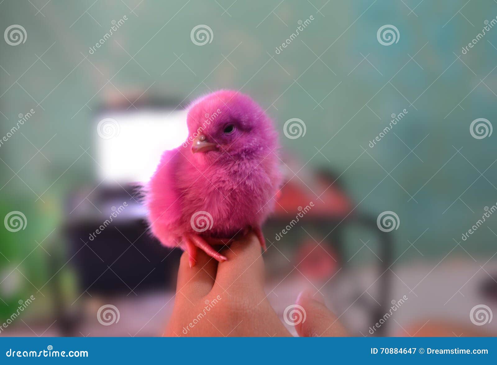 A Pink Chick stock image. Image of chick, cute, dyed - 70884647
