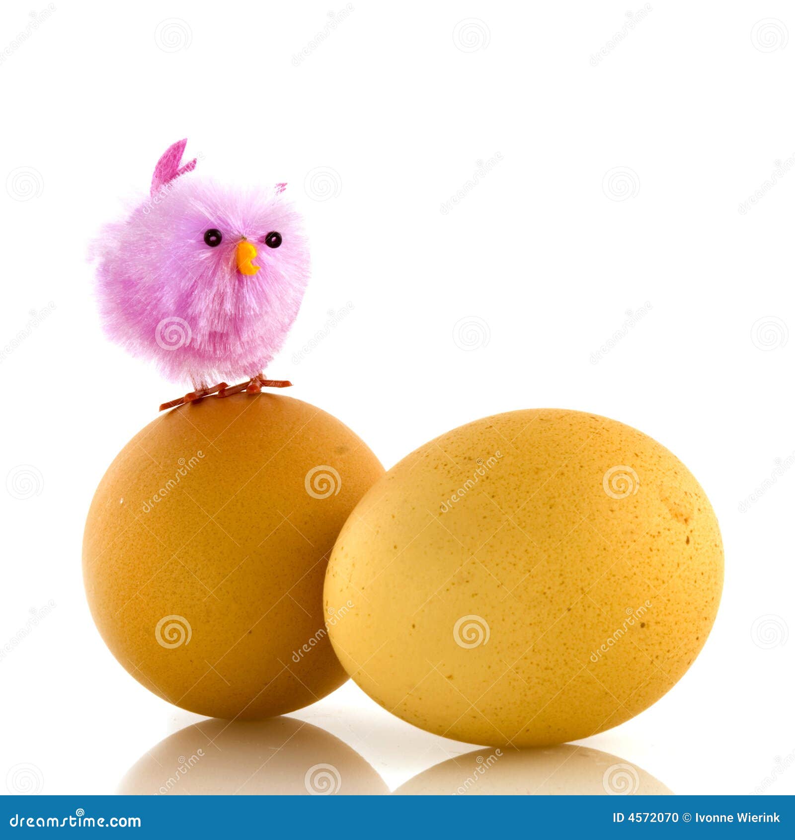 Pink chicken stock photo. Image of springtime, colored - 4572070