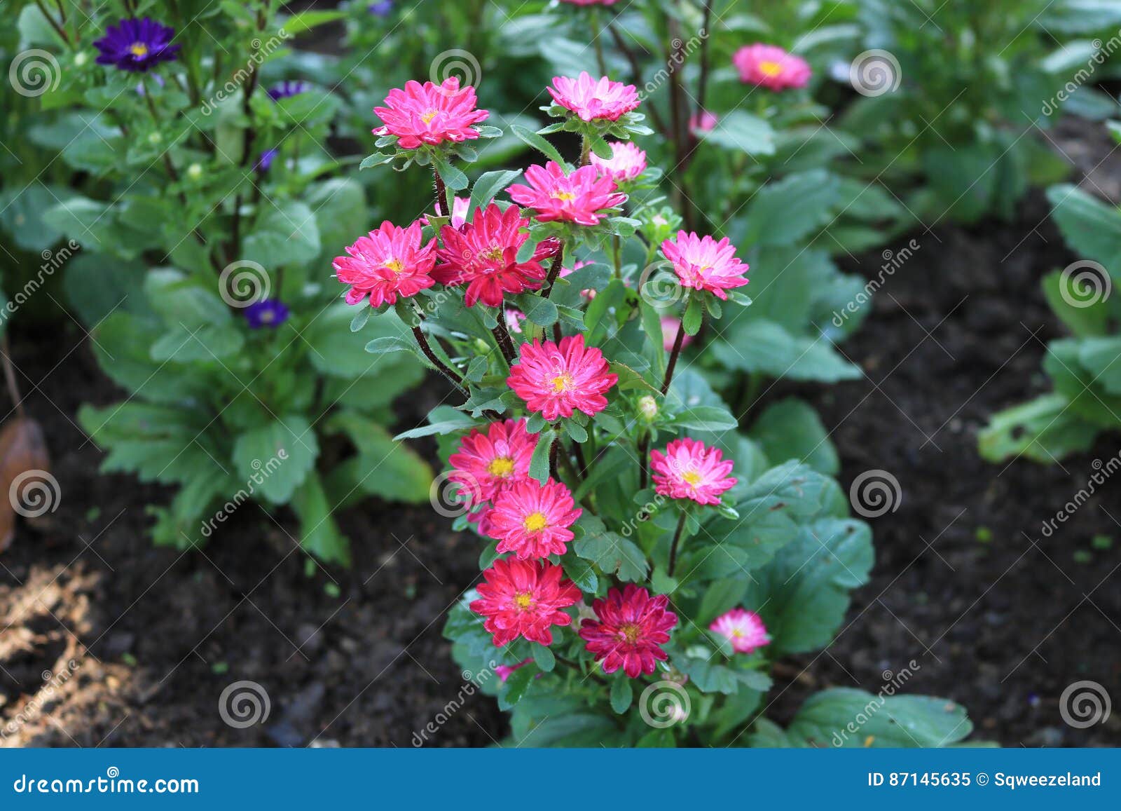 Pink China Aster stock image. Image of garden, bloom - 87145635
