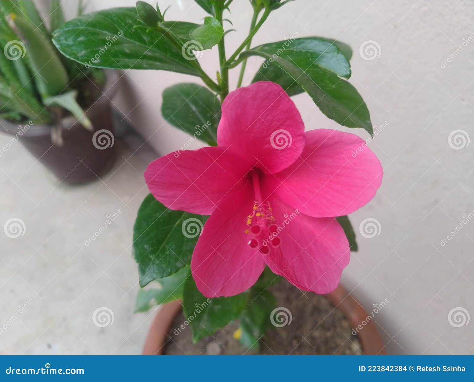 Pink China Rose Flower stock photo. Image of produce - 223842384