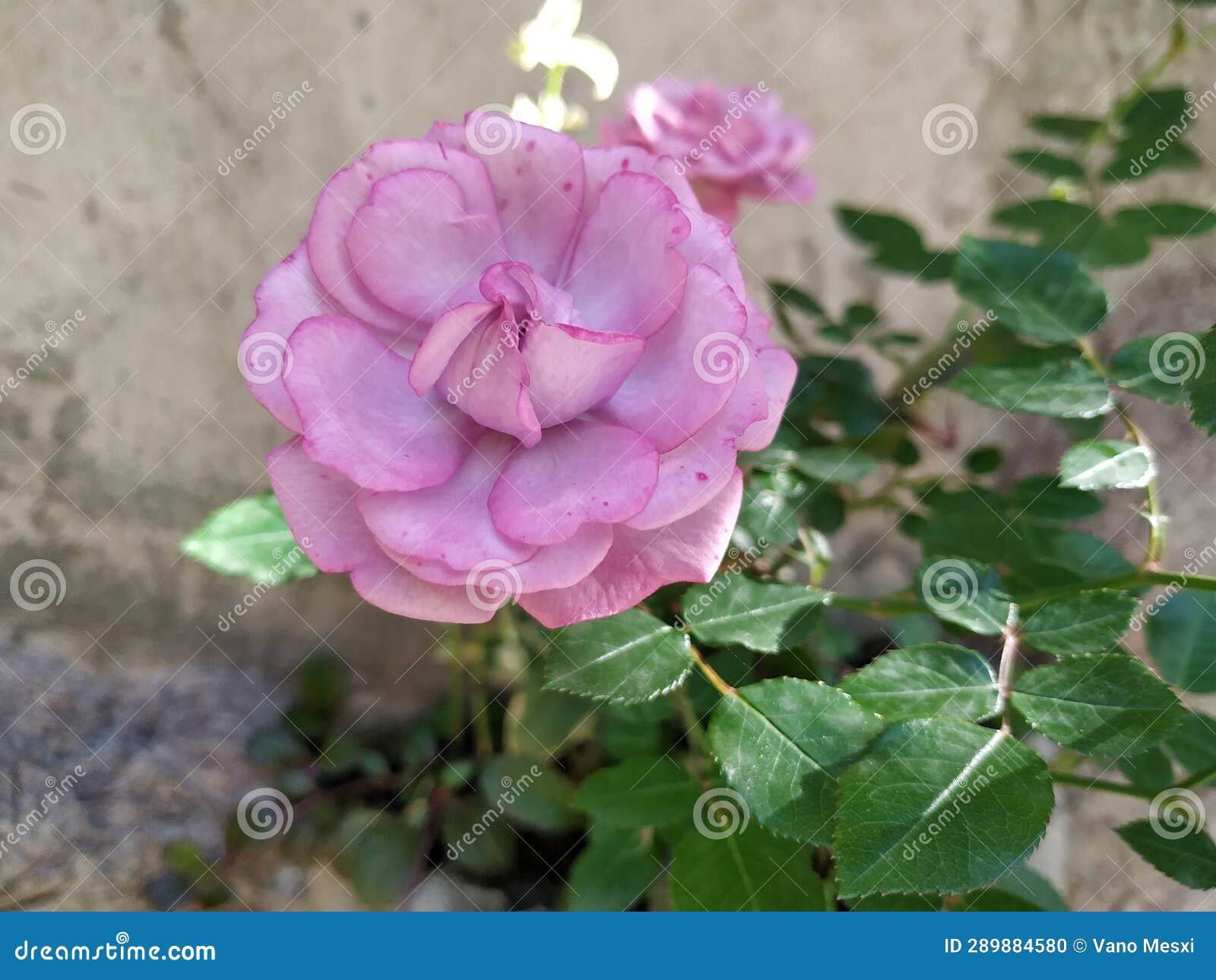 Pink China Roses with Green Leaves Stock Photo - Image of rosessunshine ...