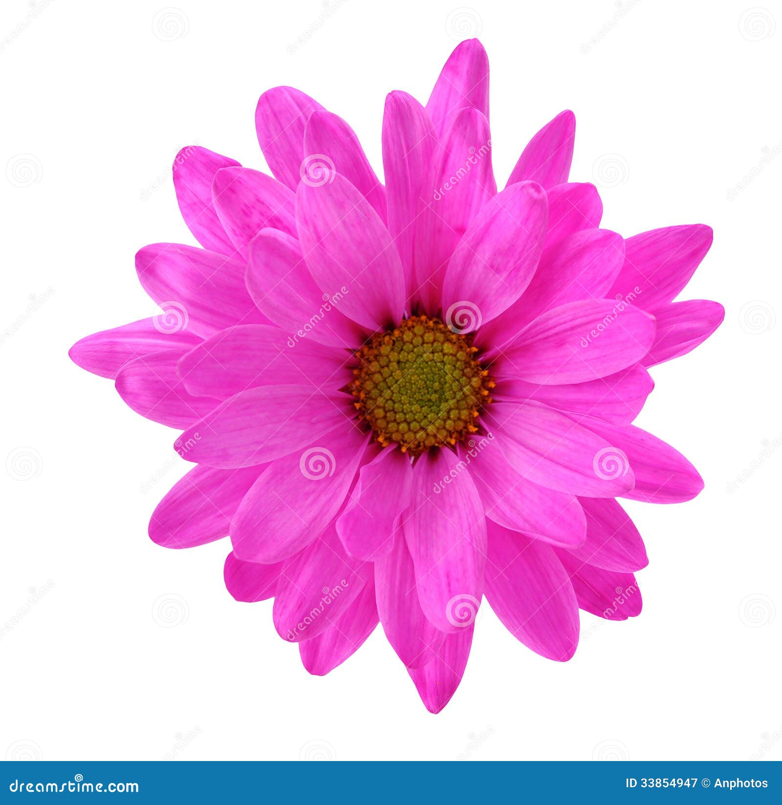 Pink Chrysanthe Mum Royalty Free Stock Photography - Image: 33854947