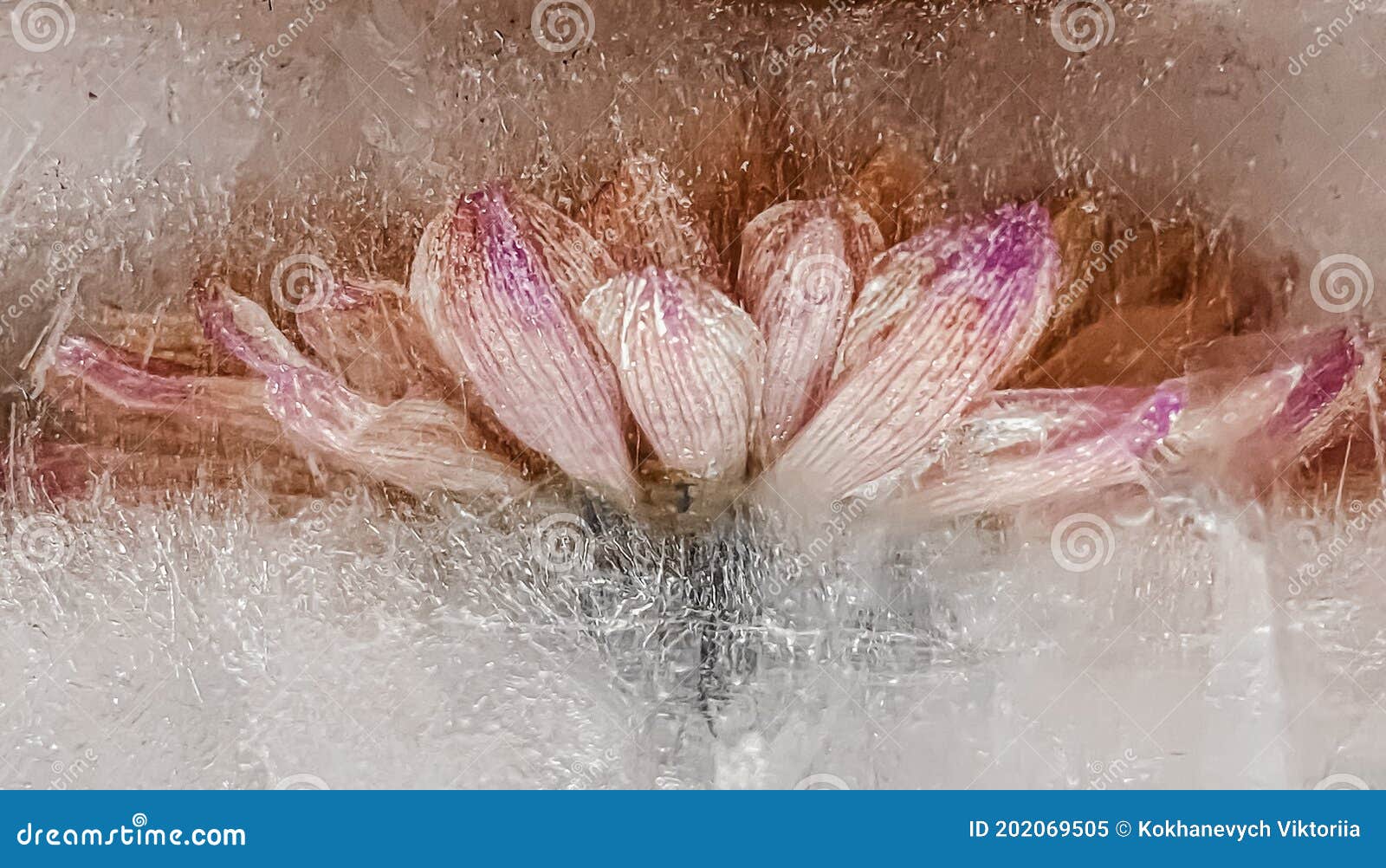 Pink Chrysanthemum Flower Frozen Under Ice in Banner Format Stock Image ...