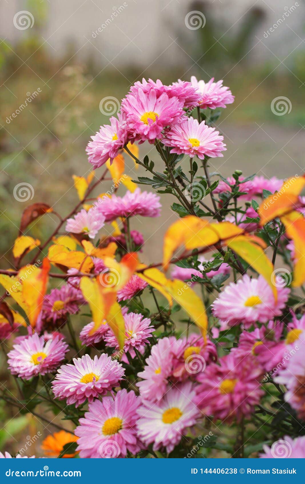 Pink Chrysanthemums in the Fall Stock Photo - Image of landscape ...