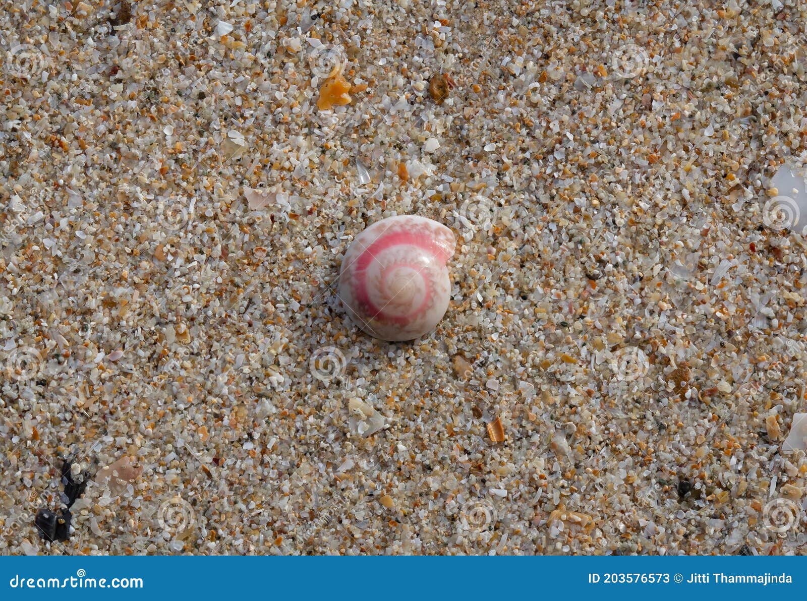 Pink Circle Shells on the Beach Stock Image - Image of water, beautiful ...