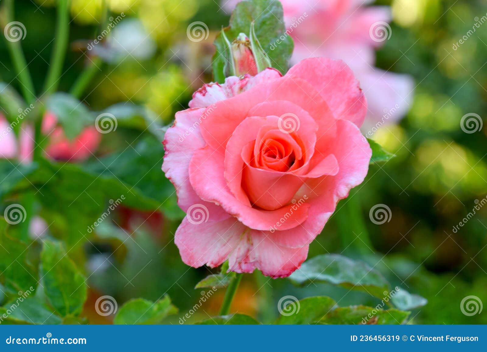 Pink Classy Rose Flower 02 stock image. Image of pink - 236456319