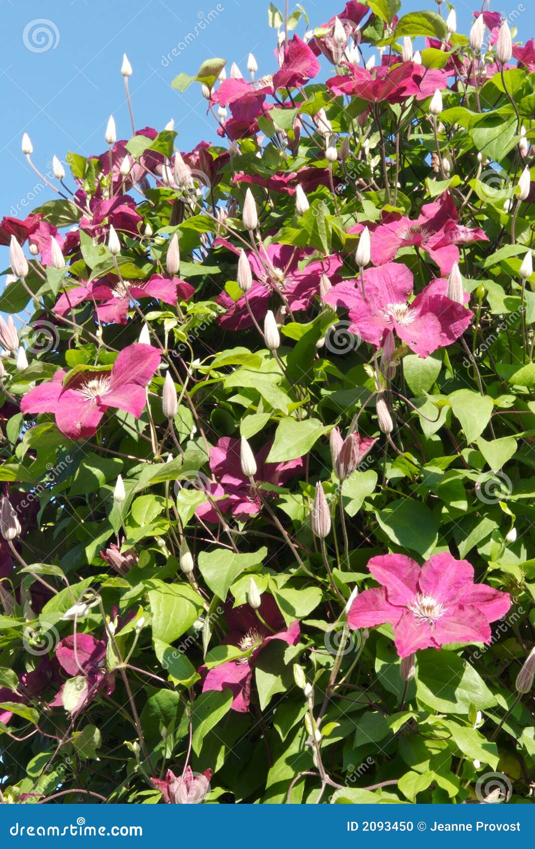 Pink Clematis stock photo. Image of flower, floral, beauty - 2093450
