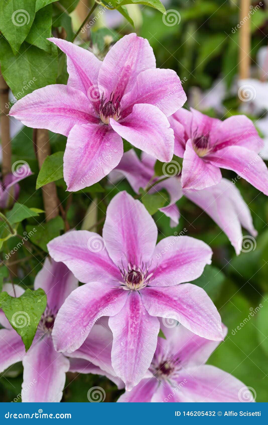Pink Clematis flowers stock photo. Image of clematis - 146205432