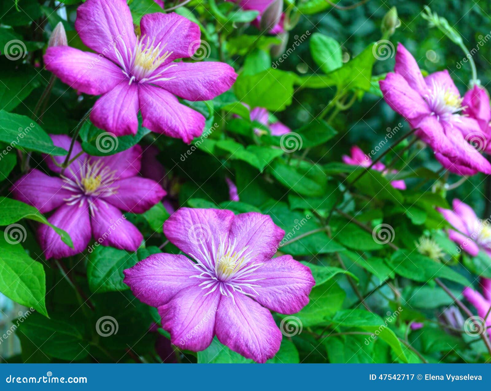 Pink clematis flowers. stock image. Image of garden, background - 47542717