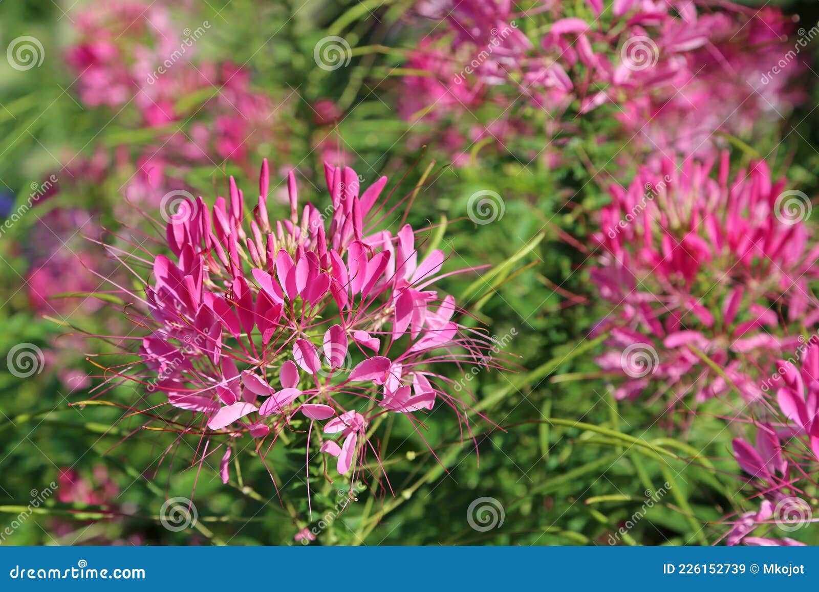 Pink cleome stock image. Image of spring, macro, nature - 226152739