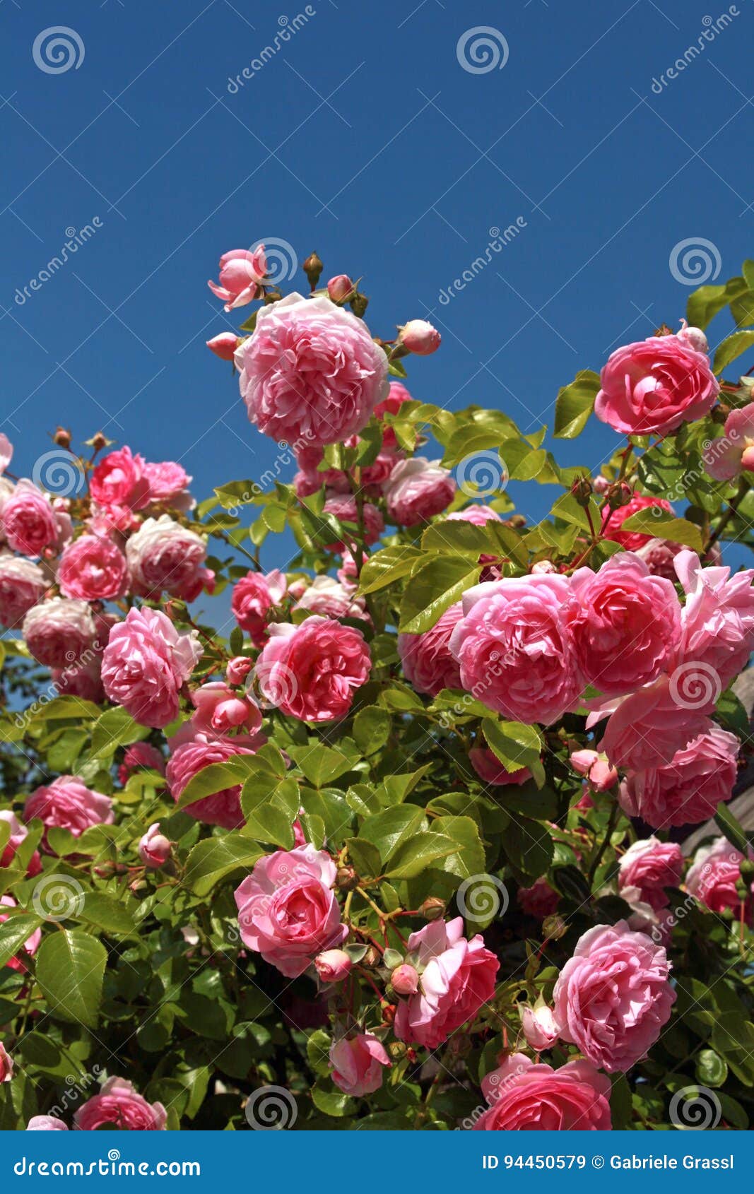 Pink Climbing Rose, Blue Sky Stock Image - Image of people, pink: 94450579