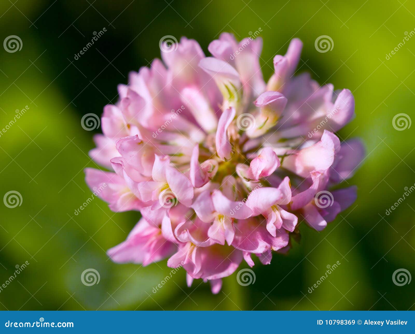 Pink clover stock image. Image of summer, inflorescence - 10798369