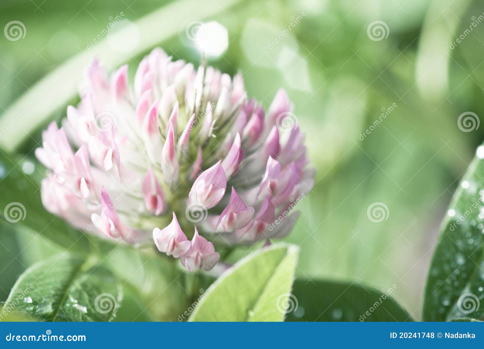 Pink clover stock photo. Image of blooming, macro, focus - 20241748