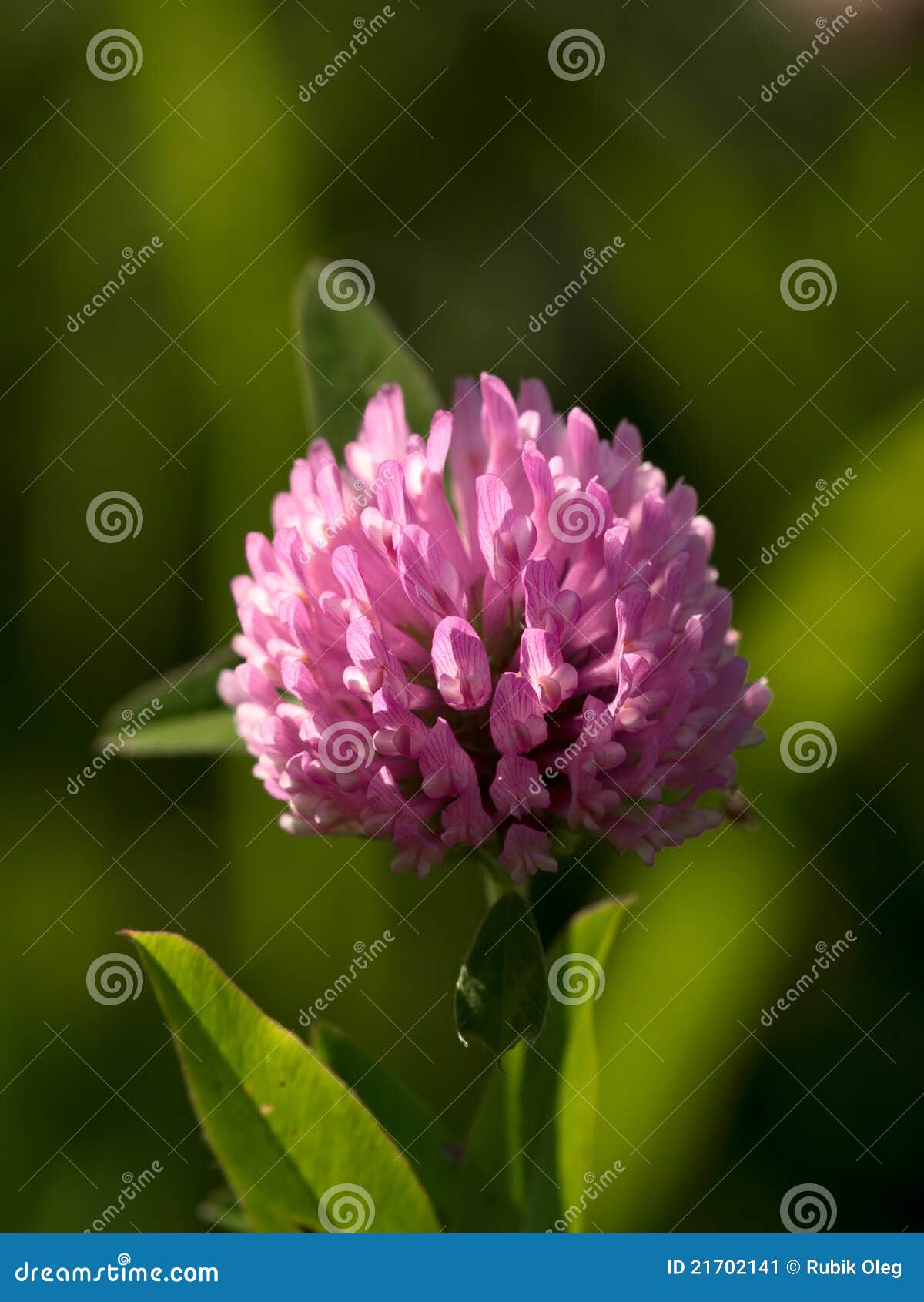 Pink clover stock image. Image of summer, sheet, field - 21702141