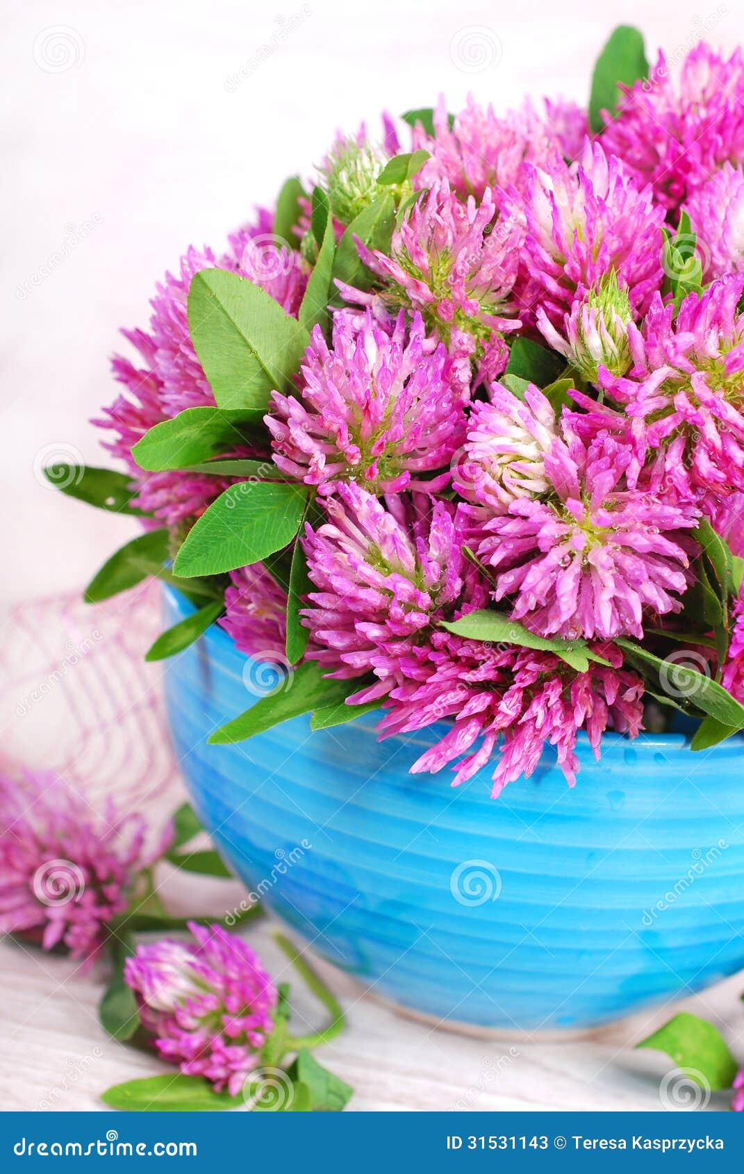 Pink clover bunch stock image. Image of blossom, closeup - 31531143
