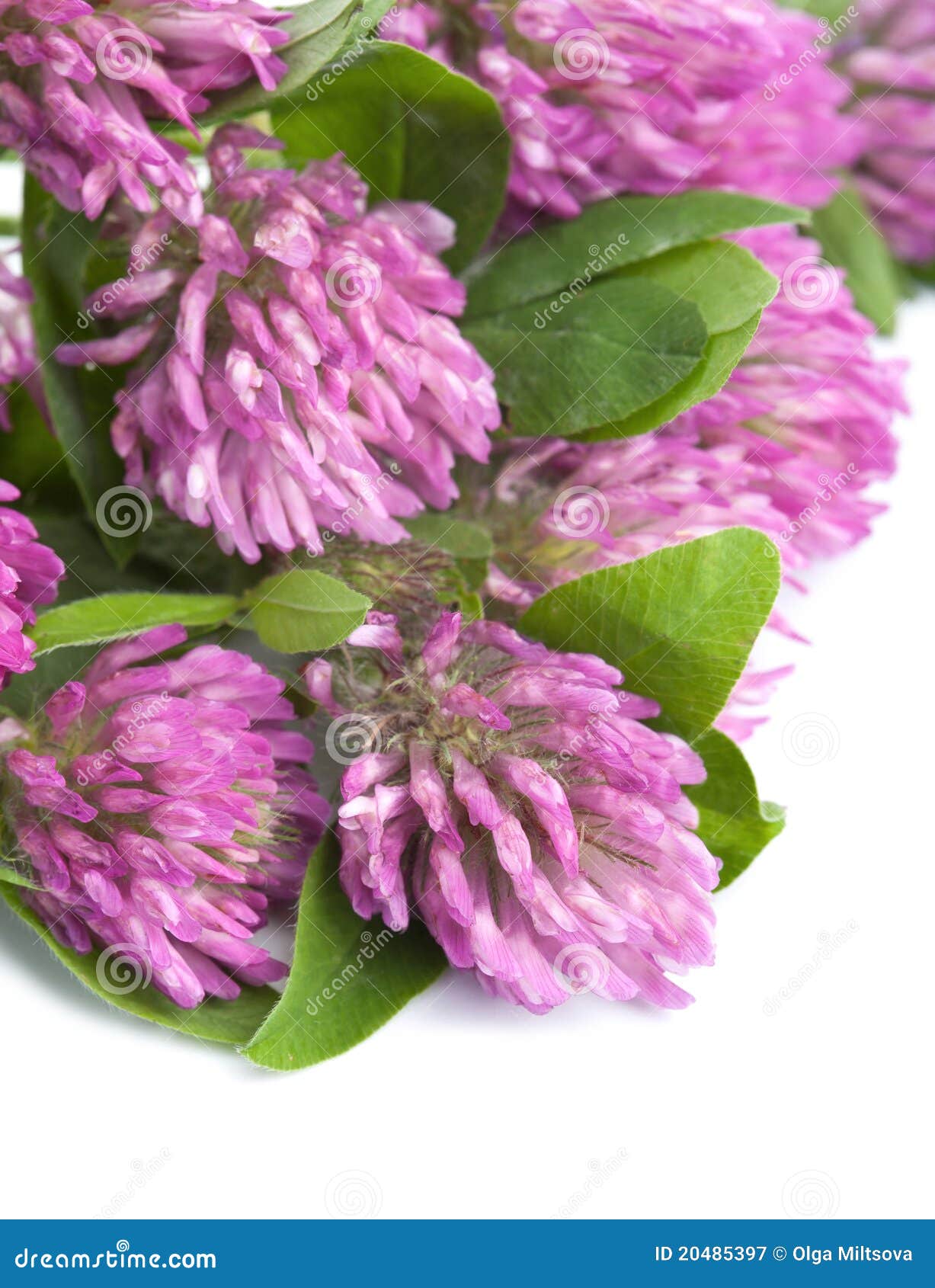 Pink Clover Flower Isolated Stock Image - Image of plant, soft: 20485397