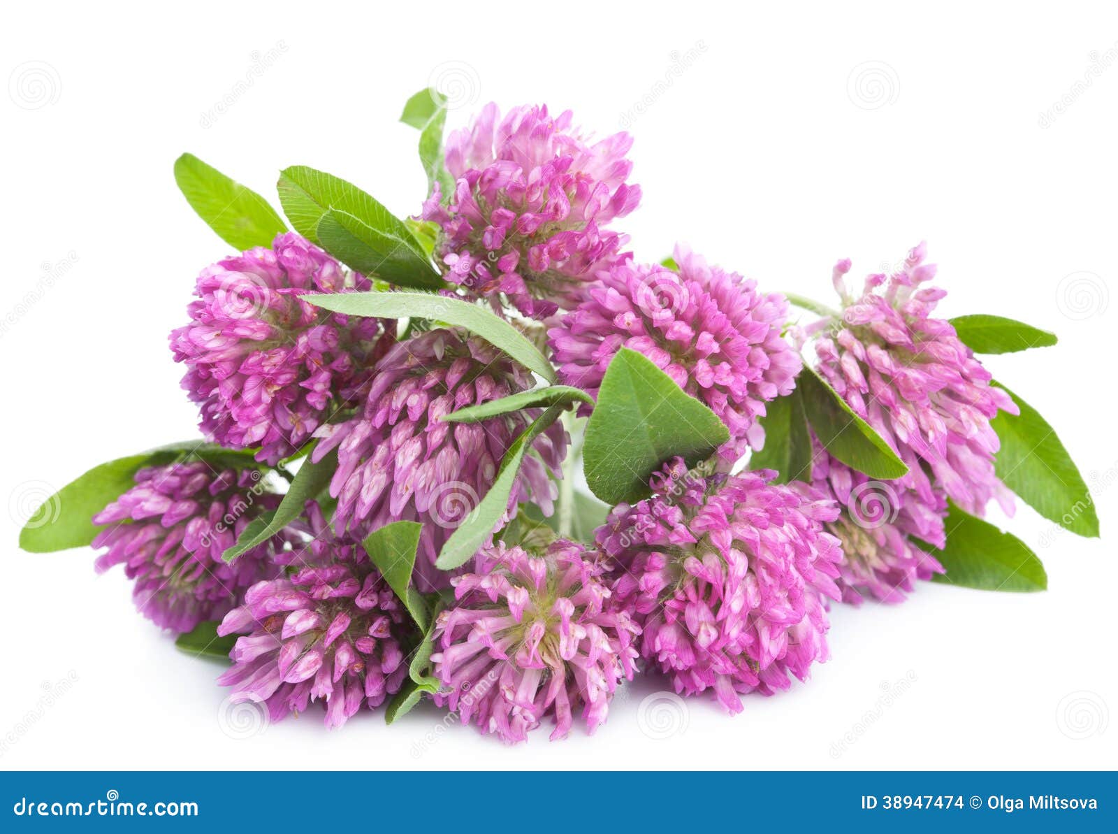 Pink Clover Flower Isolated Stock Photo - Image of flower, beautiful ...
