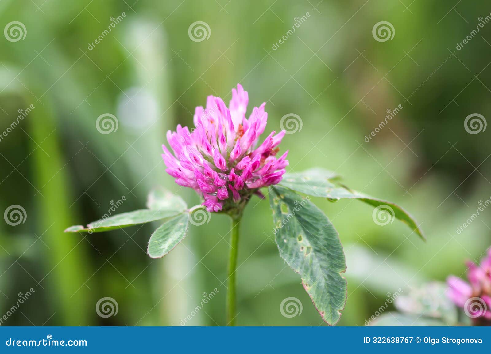 Pink Clover Flower. Medicinal Herb Stock Image - Image of medicine ...