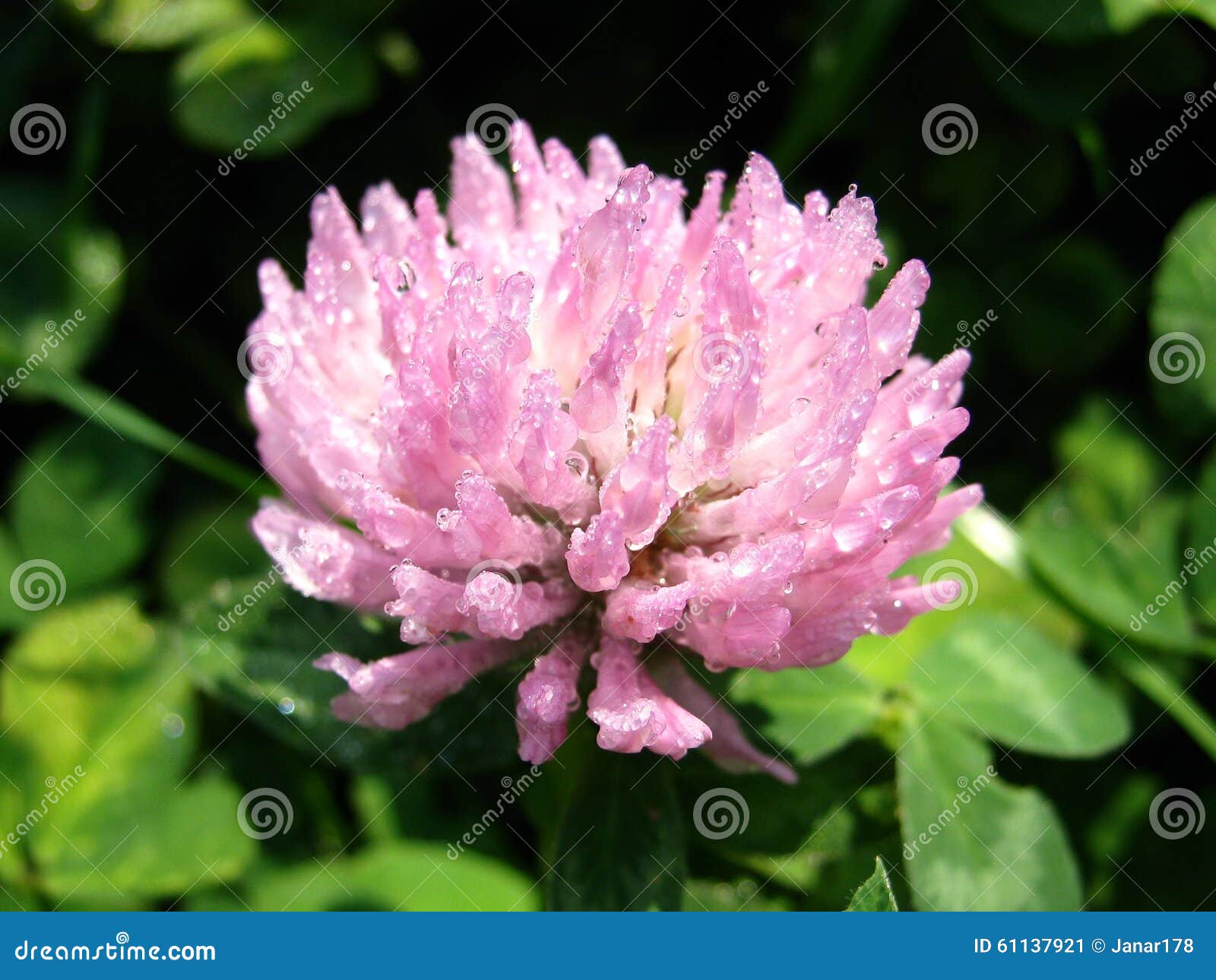 Pink clover stock image. Image of drops, rain, detail - 61137921