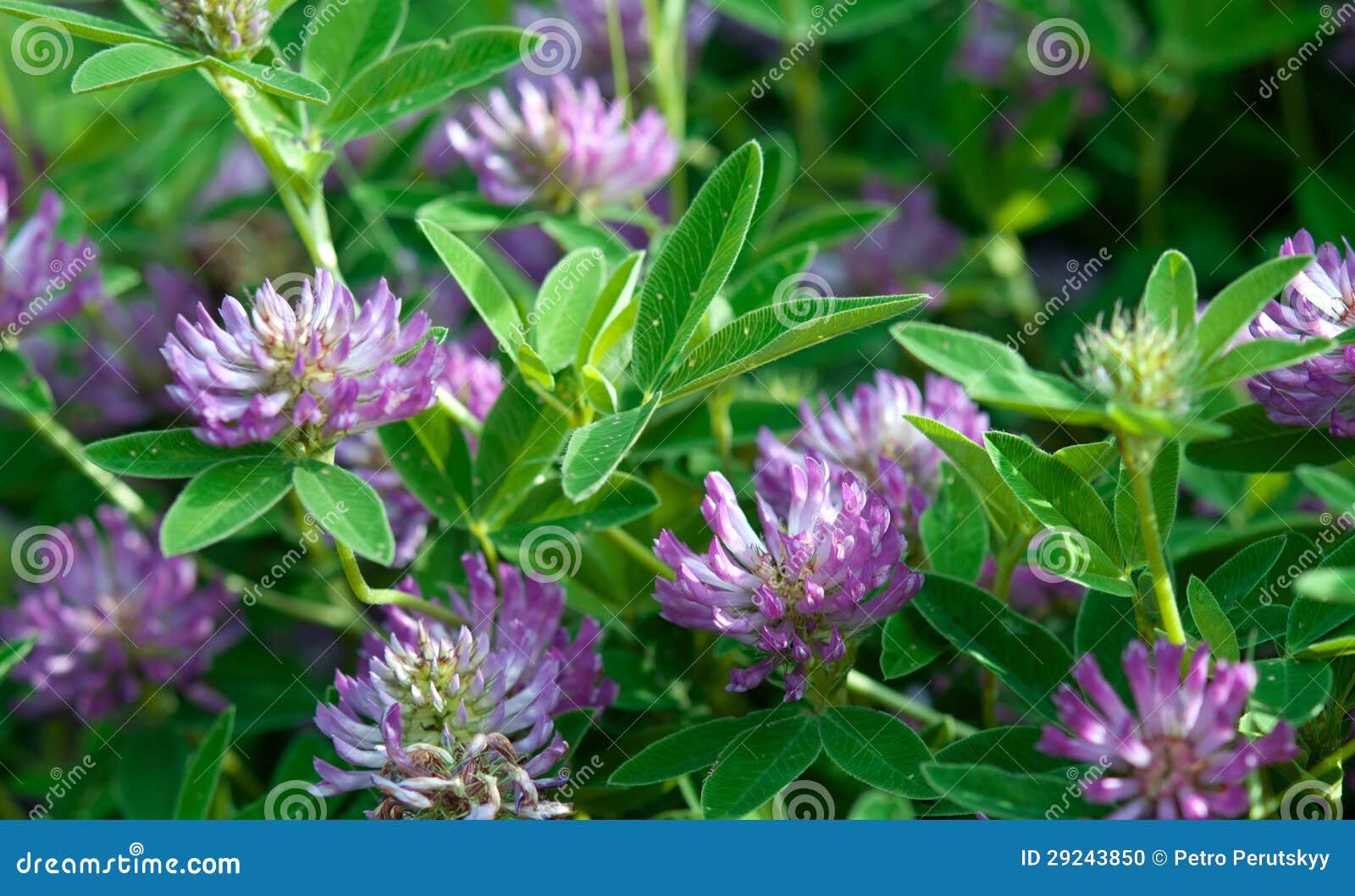 Pink clover flowers stock photo. Image of flavour, wild - 29243850