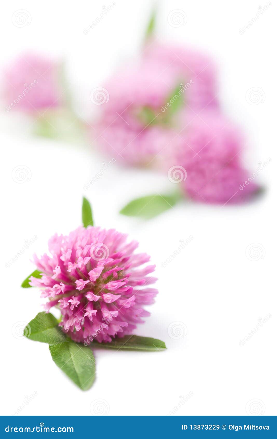 Pink Clover Flowers Isolated Stock Image - Image of color, blooming ...