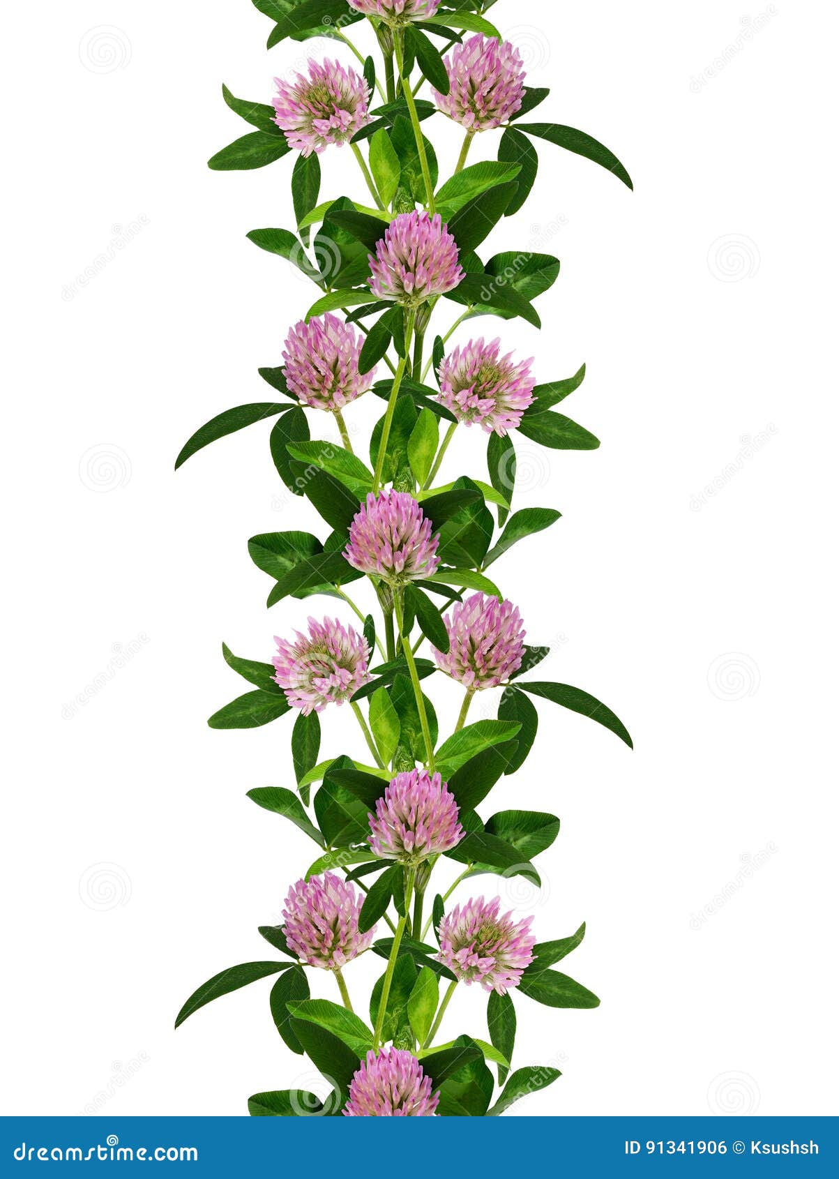 Pink Clover Flowers Line Seamless Pattern Stock Photo - Image of green ...
