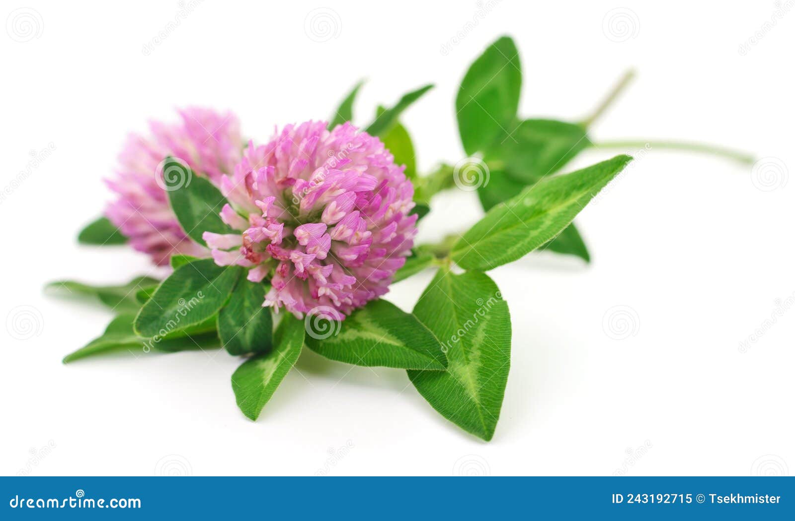 Pink clover flowers stock image. Image of nature, wildflower - 243192715