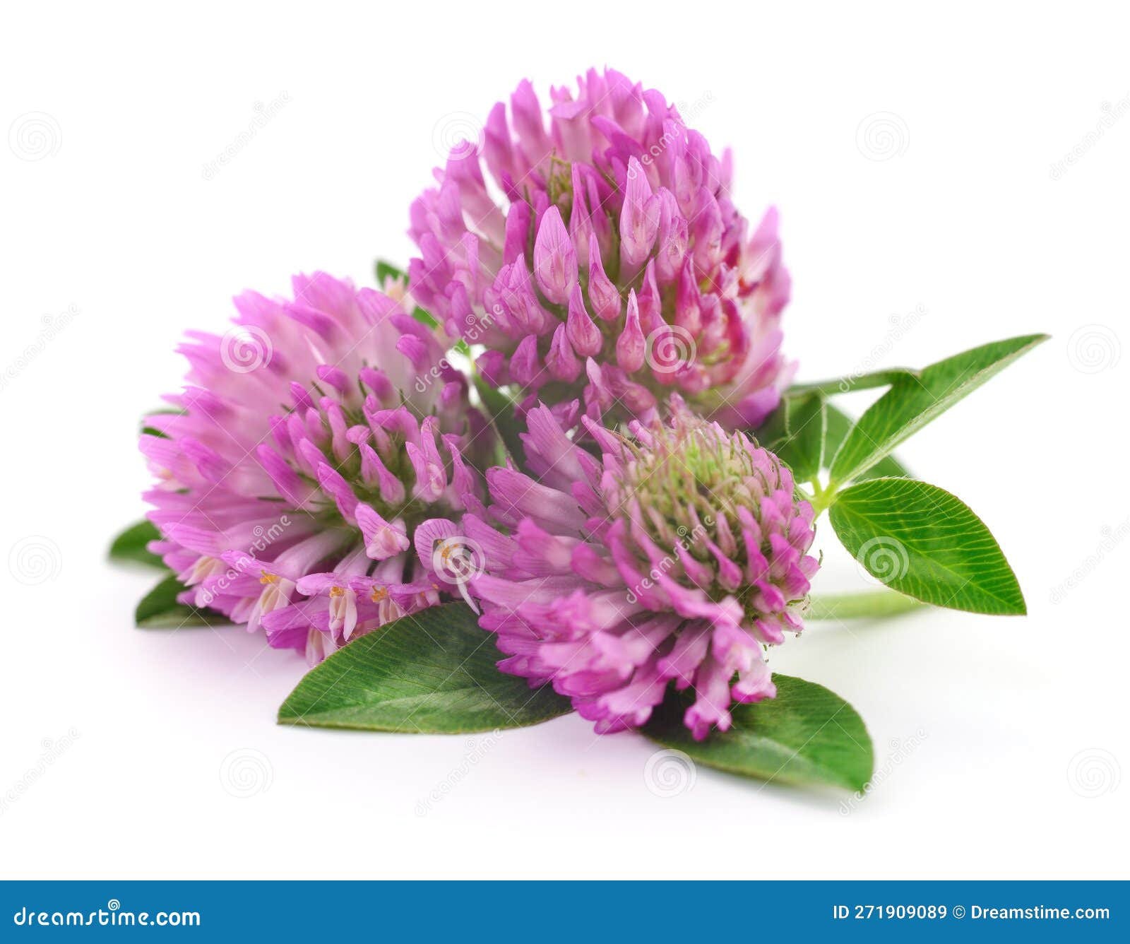 Pink clover flowers stock image. Image of clover, herb - 271909089