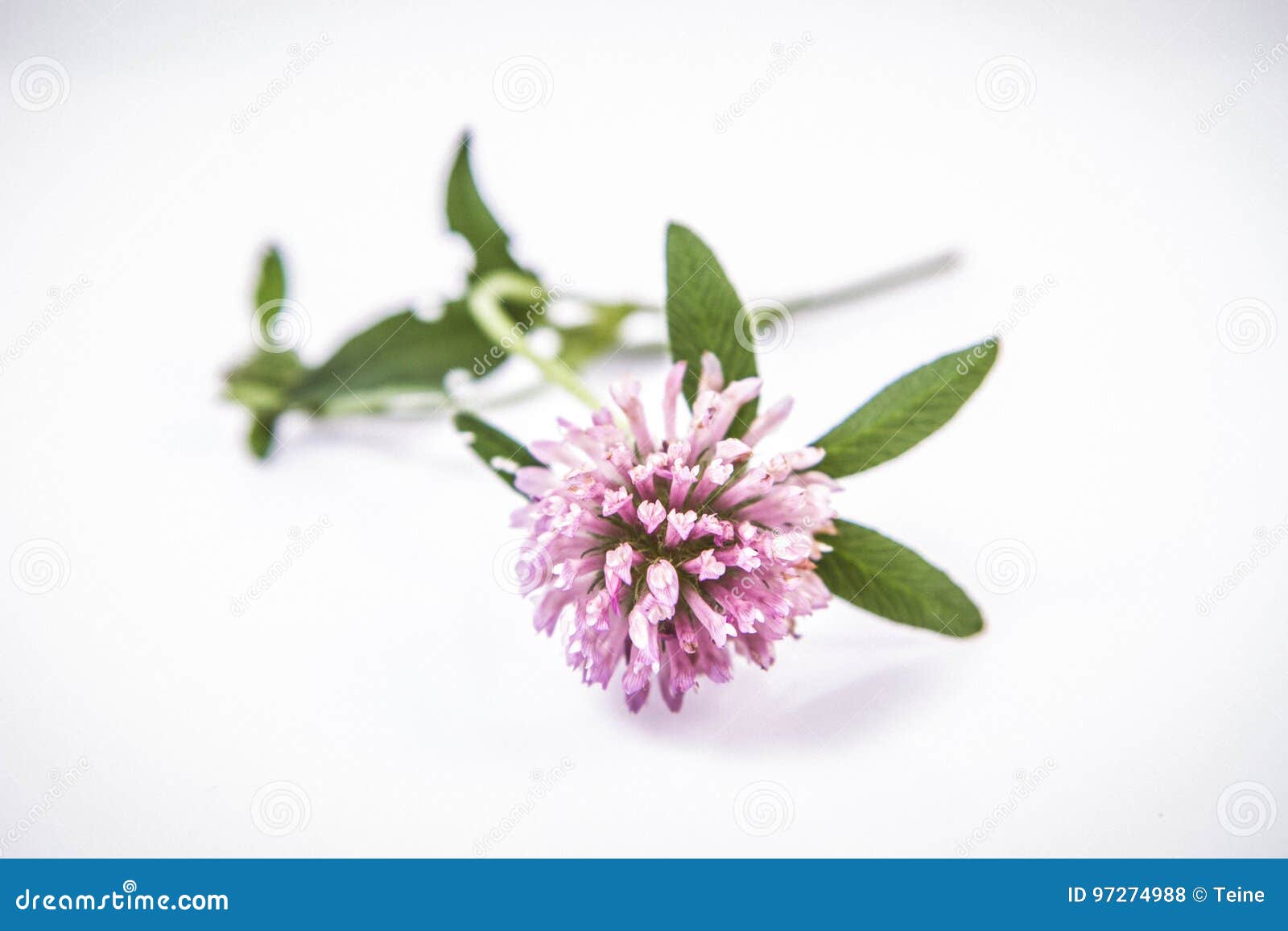 Pink clover flowers stock photo. Image of flower, plant - 97274988