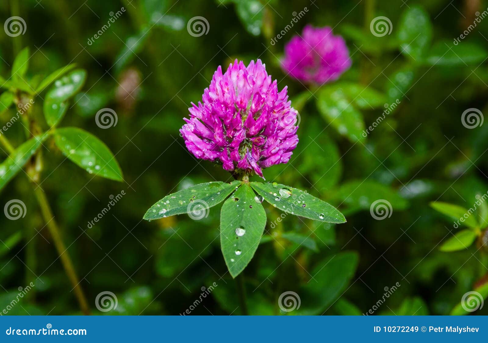 Red Clover (Trifolium Pratense) Stock Photography | CartoonDealer.com ...