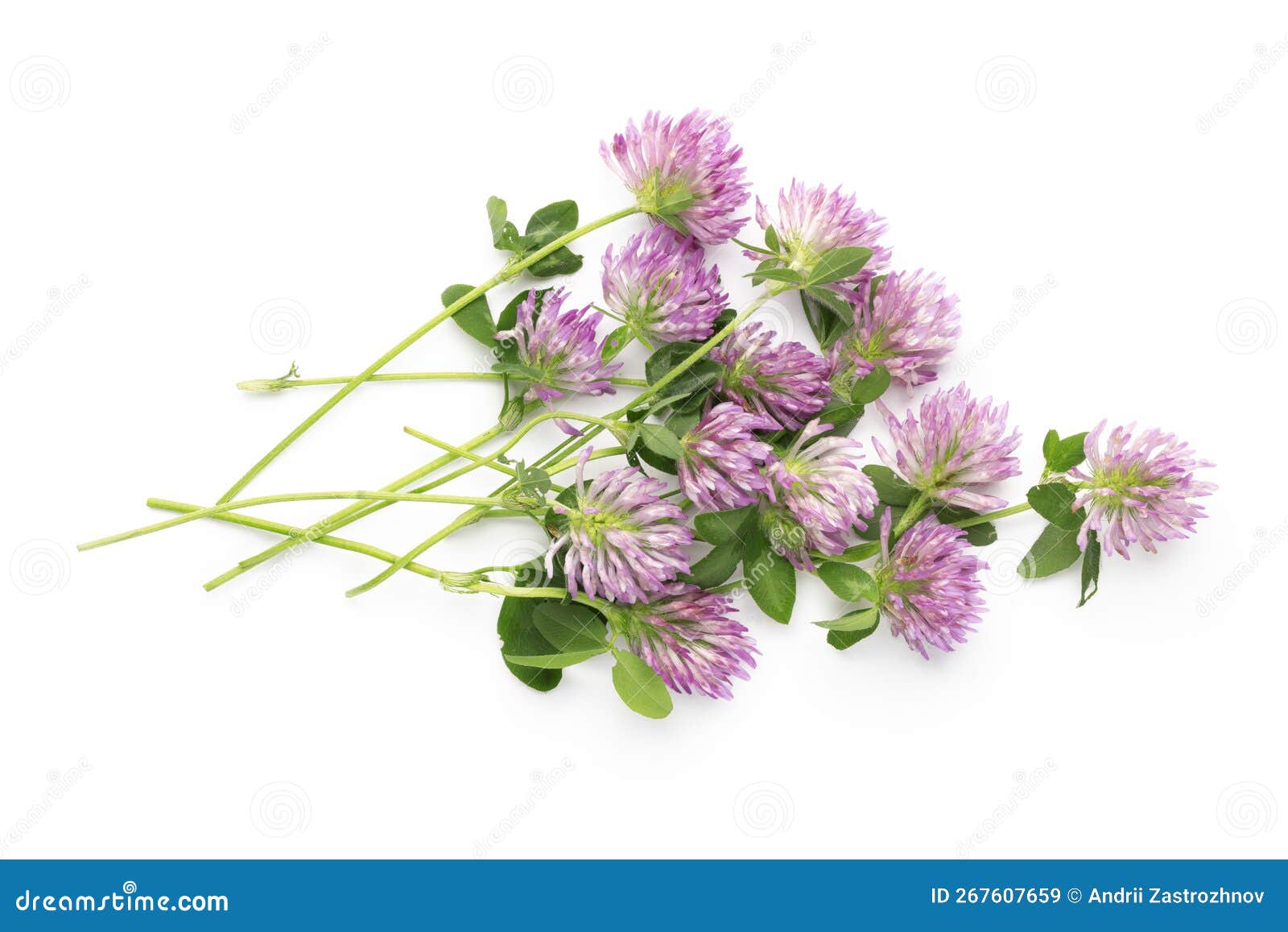 Pink Clover on a White Background, a Bouquet of Wild Herbs Stock Image ...