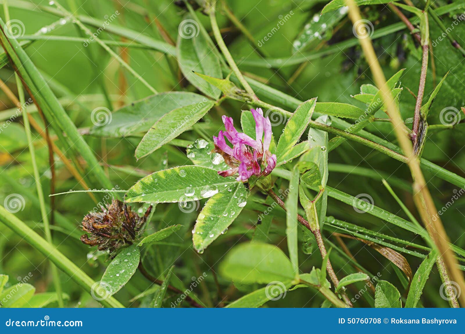 Pink clower flower stock photo. Image of head, fresh - 50760708