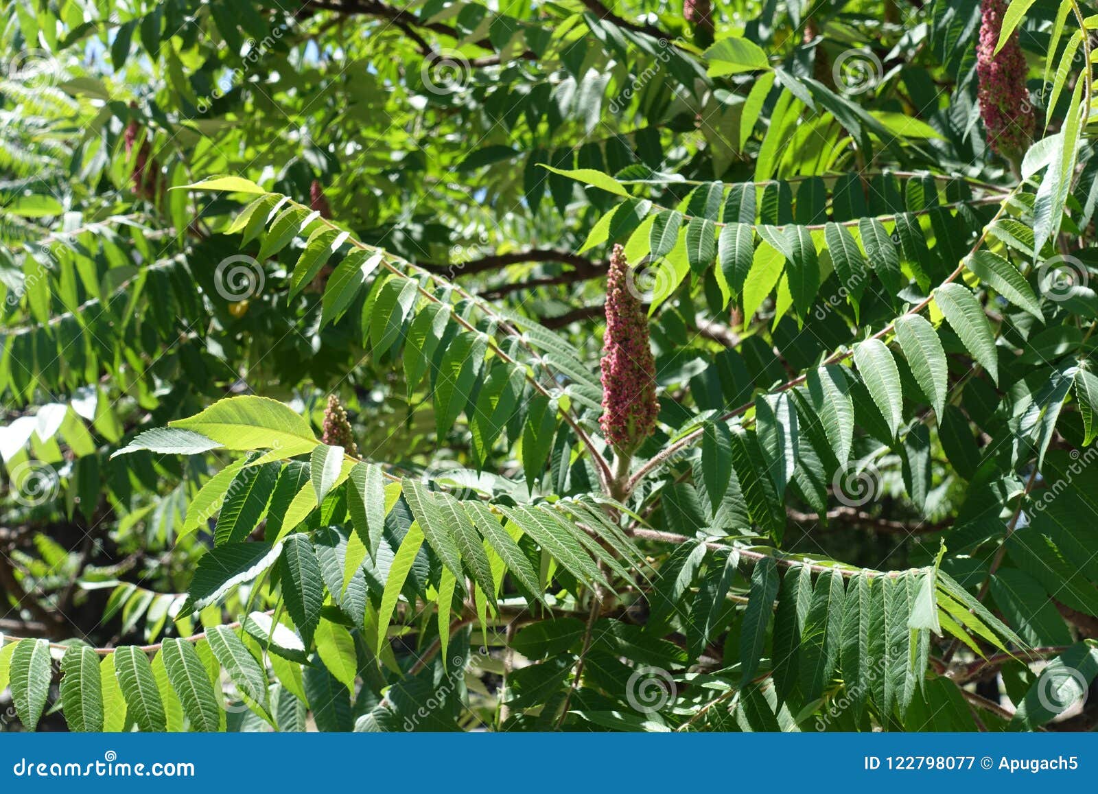 Pink Cluster in the Leafage of Vinegar Tree Stock Image - Image of rhus ...