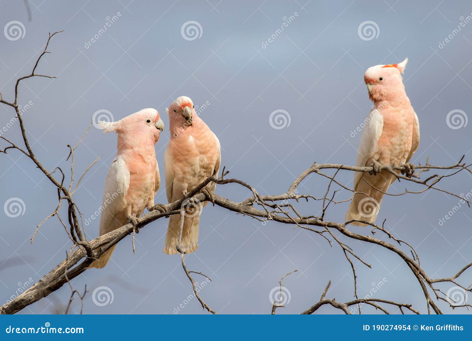 Pink Cockatoo stock photo. Image of pink, cockatoo, bird - 190274954