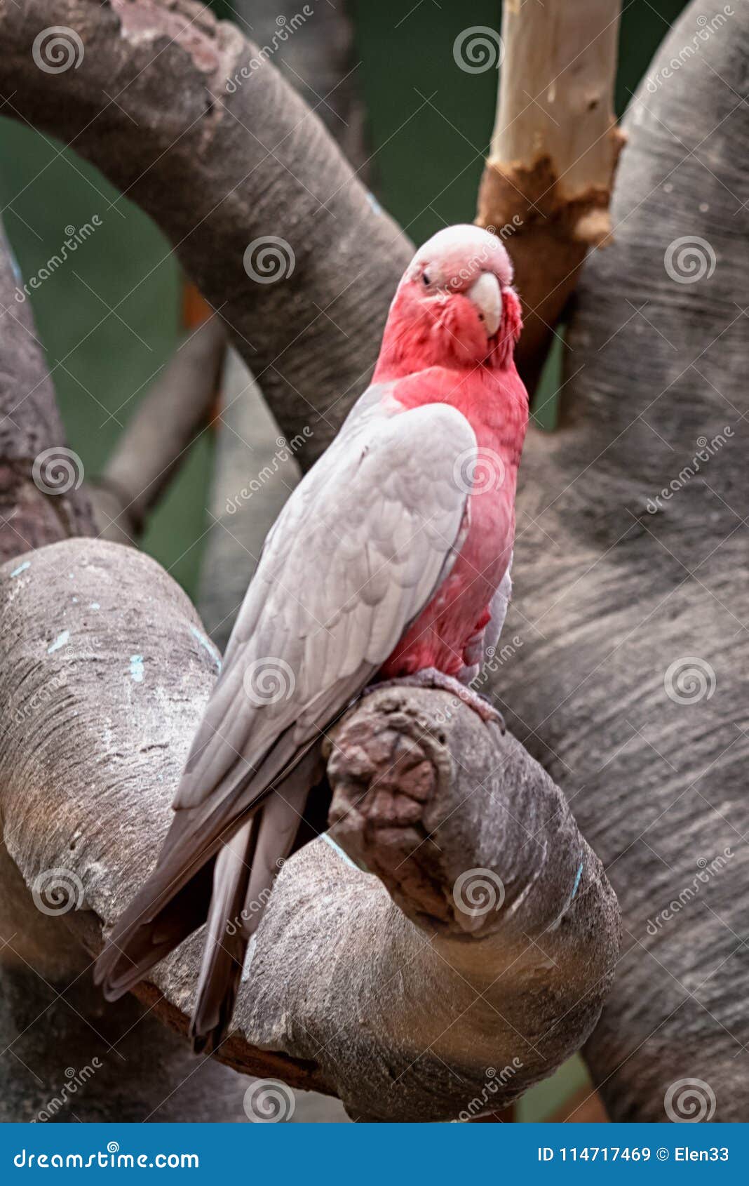 Pink Cockatoo Royalty-Free Stock Photography | CartoonDealer.com #12771029