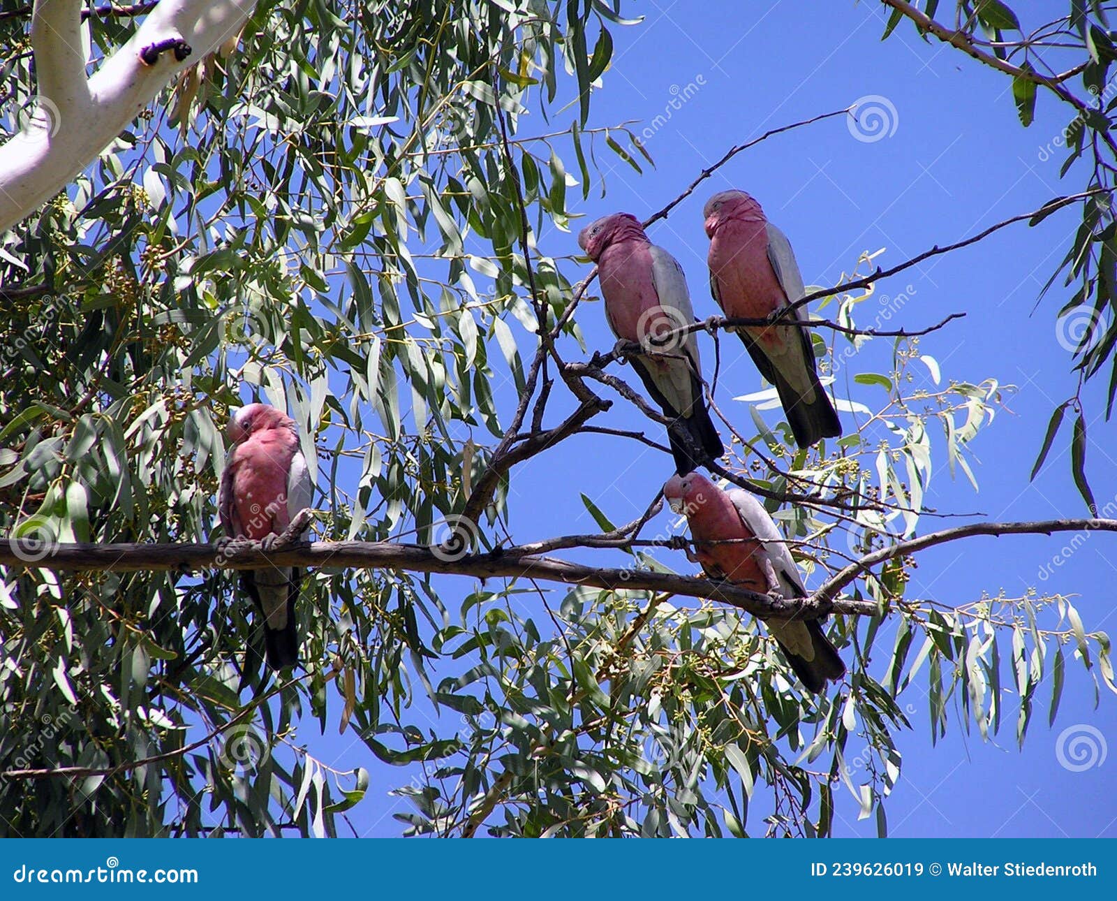 Pink Cockatoo in a Tree in Australia Stock Image - Image of cockatoo ...
