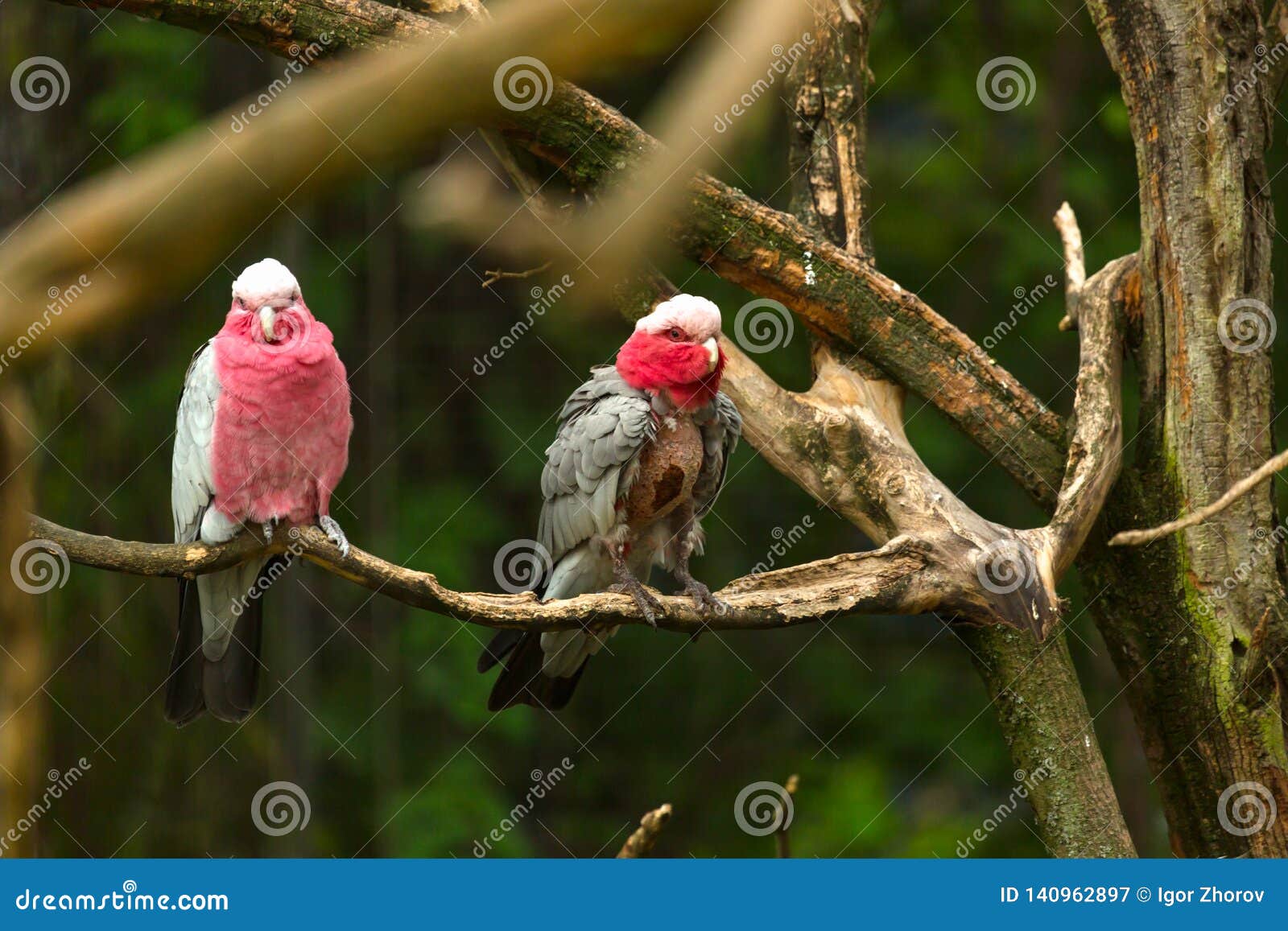 Pink Cockatoo on the tree stock image. Image of subspecies - 140962897