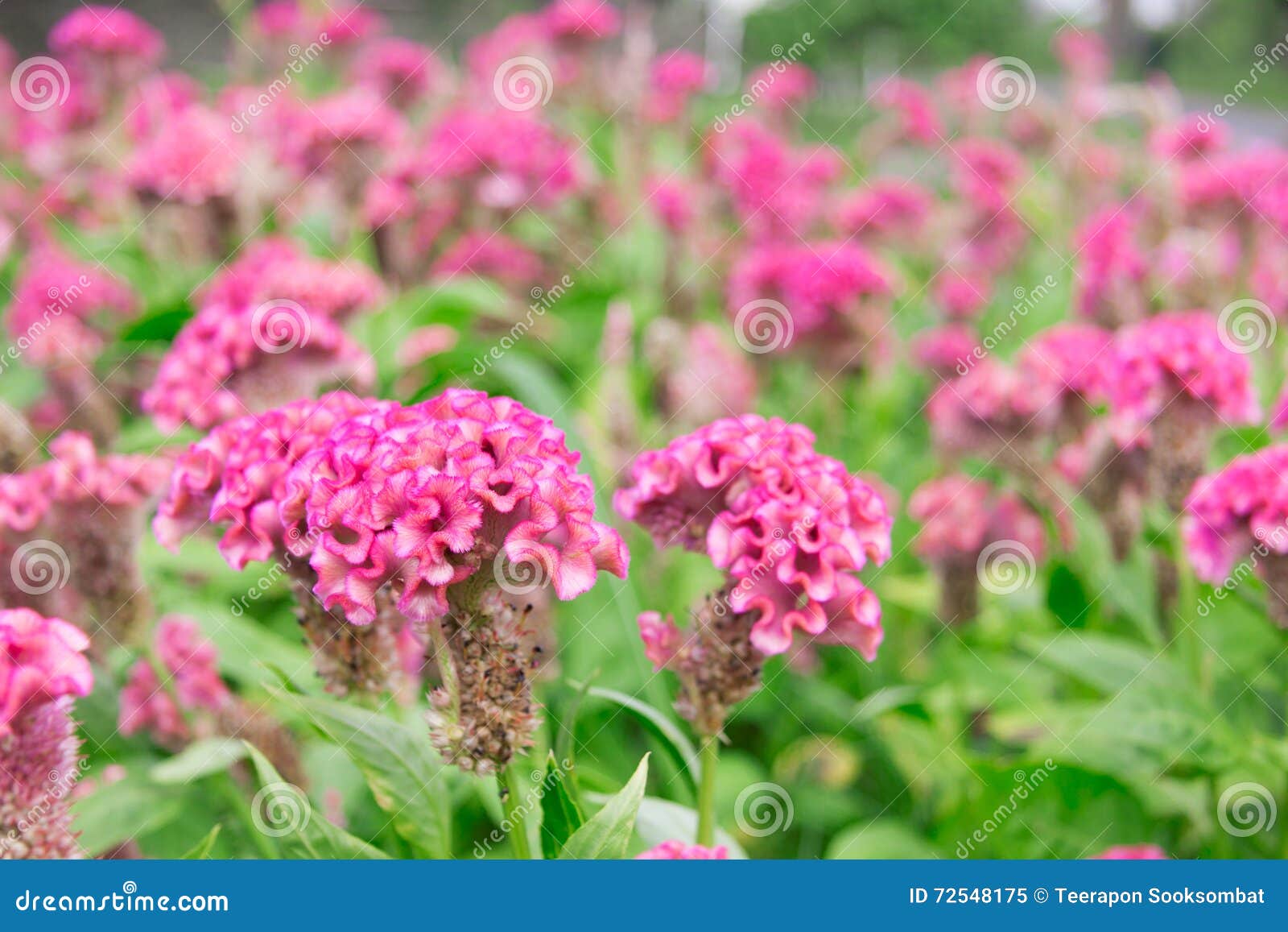 Pink Cockscomb flower stock image. Image of floral, leaf - 72548175